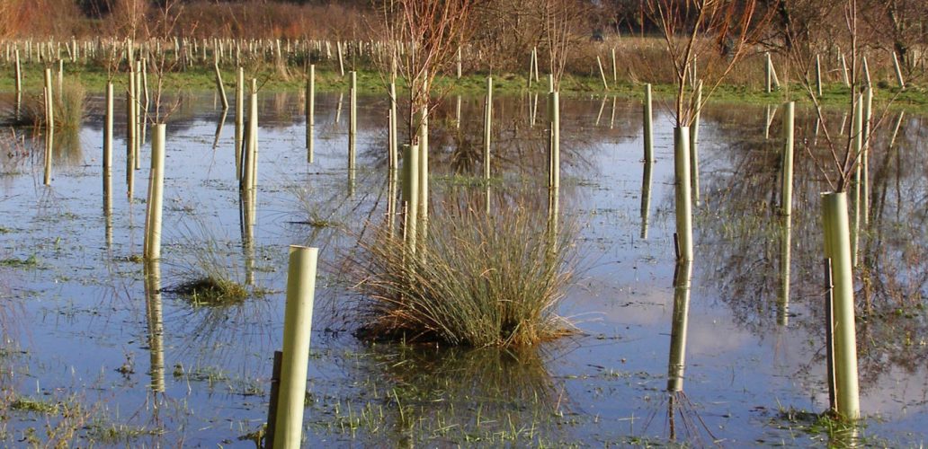 Climate News Archive - Forest Research