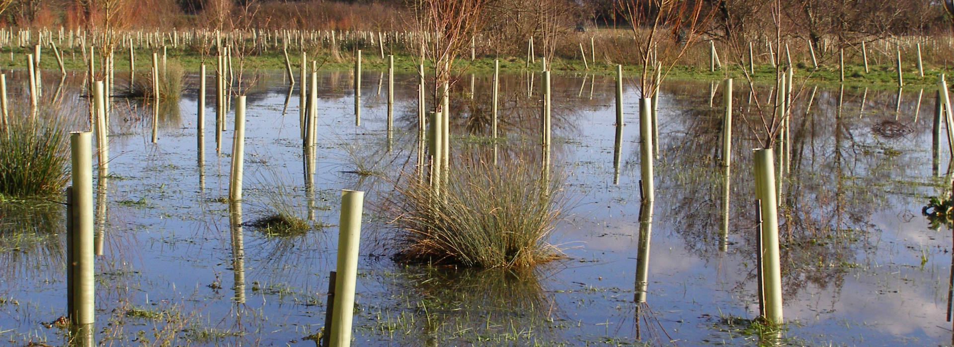 Forest Science Seminar: Adapting Forest and Woodland Management to the ...