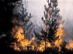 Wildfire - Forest Research