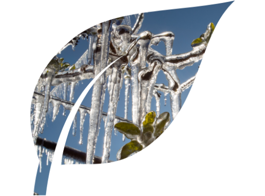 Frost - Forest Research