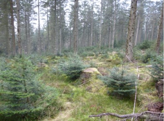 Adaptation - Forest Research