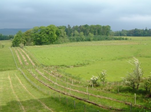 Mitigation Forest Research