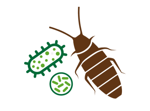 Pests & Diseases - Forest Research