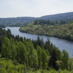 Windthrow - Forest Research