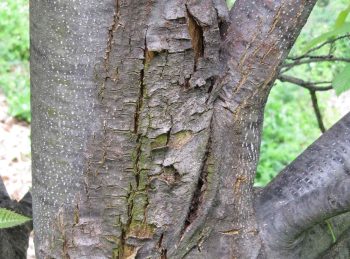 Pests & Diseases - Forest Research