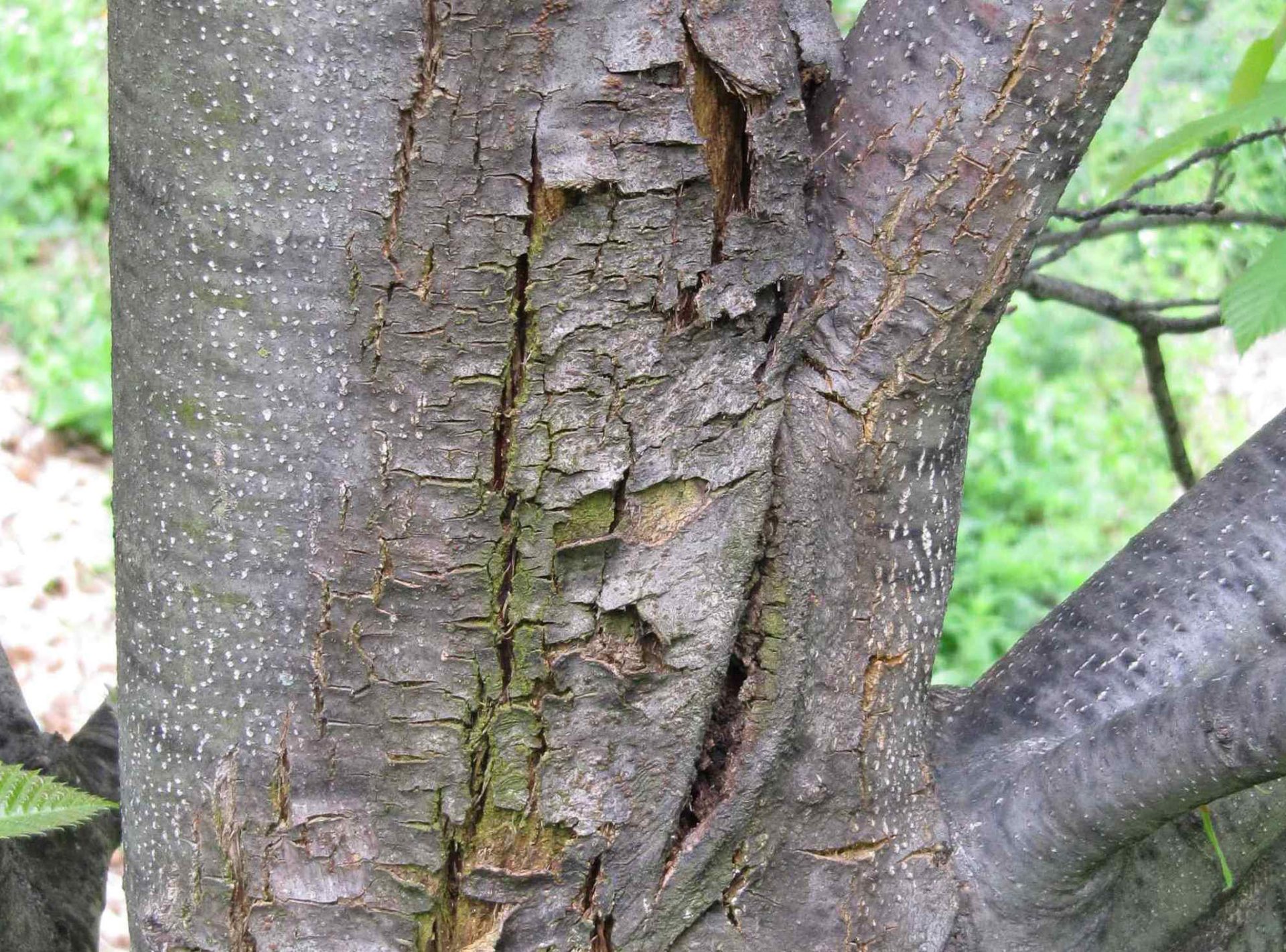 Pests & Diseases - Forest Research