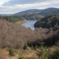 Tree species diversity - Forest Research