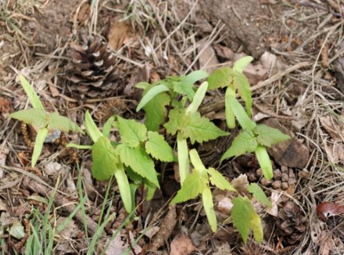 Using natural regeneration - Forest Research