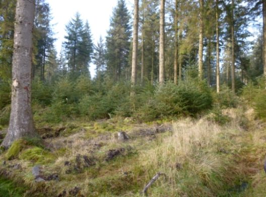 Wales - Forest Research