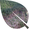 Windthrow - Forest Research