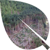Windthrow - Forest Research