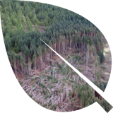 Windthrow - Forest Research