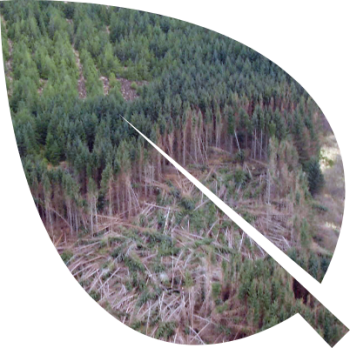 Windthrow - Forest Research