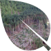 Windthrow - Forest Research
