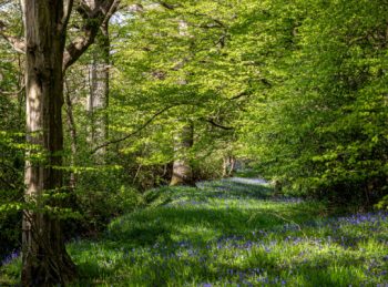 Woodland conservation - Forest Research