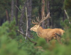 Woodland conservation - Forest Research