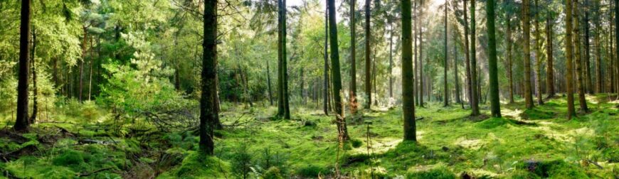 Welcome to the Climate Change Hub - Forest Research