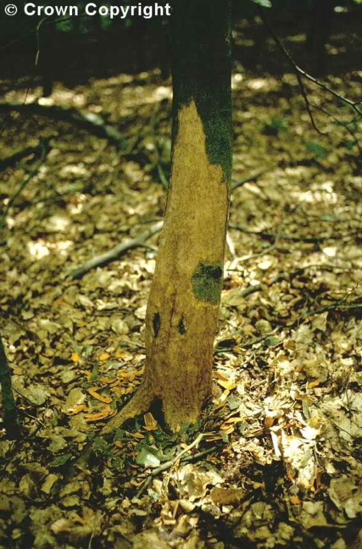 Management of grey squirrels - Forest Research