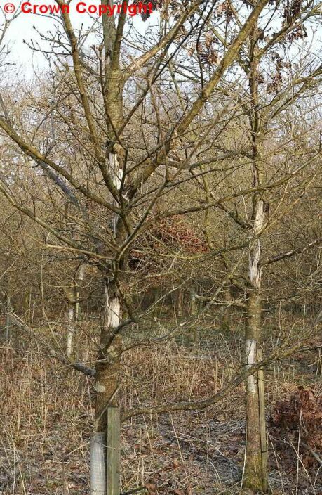 Management of grey squirrels - Forest Research