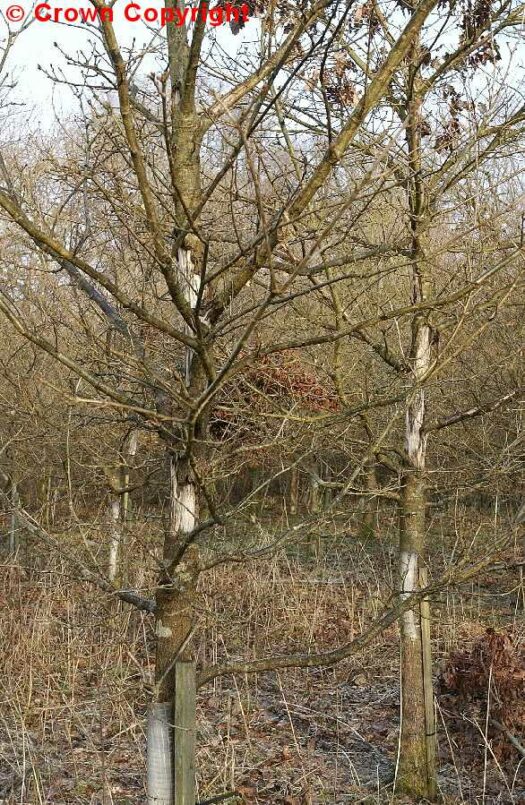 Management of grey squirrels - Forest Research