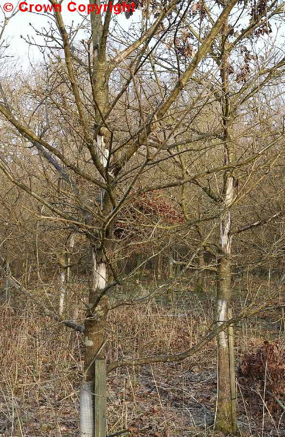 Management of grey squirrels - Forest Research