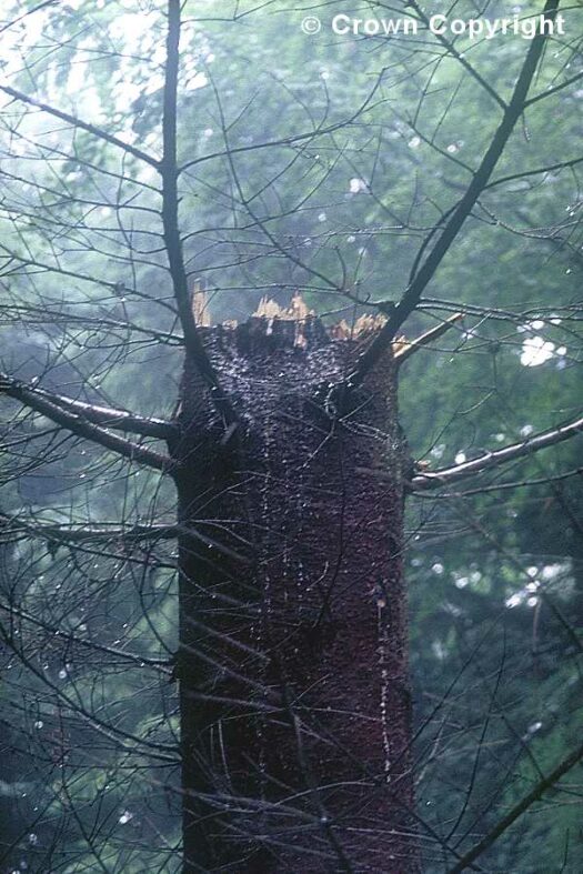 Management of grey squirrels - Forest Research
