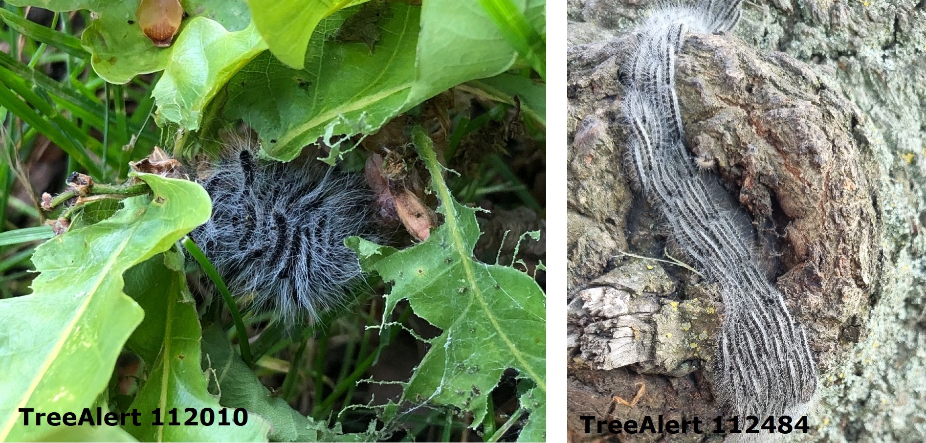 Oak processionary moth lookalikes - Forest Research