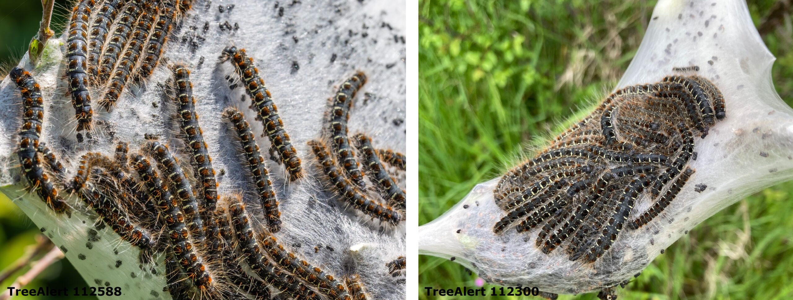 Oak processionary moth lookalikes - Forest Research