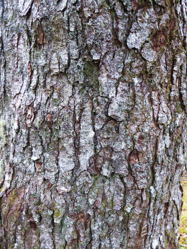 European silver fir (ESF) - Forest Research