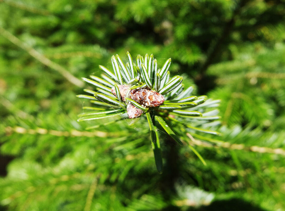 European silver fir (ESF) - Forest Research