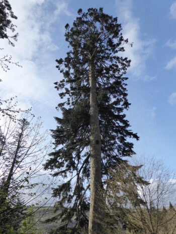 European silver fir (ESF) - Forest Research