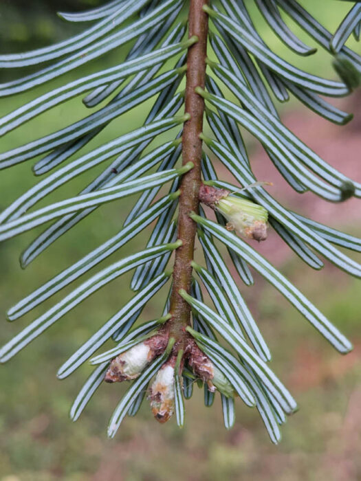 Grand fir (GF) - Forest Research
