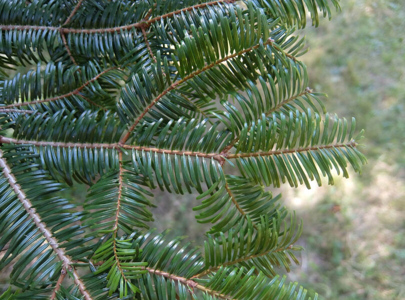 Grand fir (GF) - Forest Research