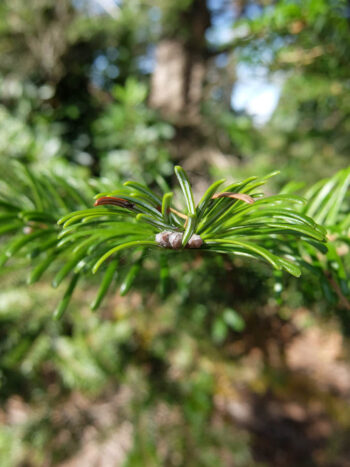 Grand fir (GF) - Forest Research