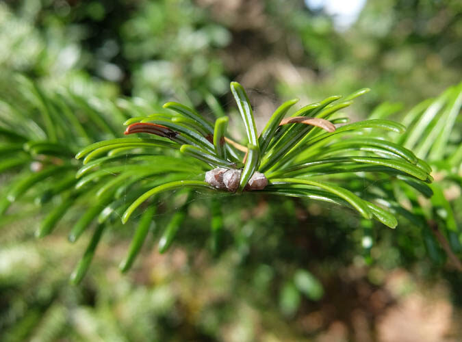 Grand fir (GF) - Forest Research