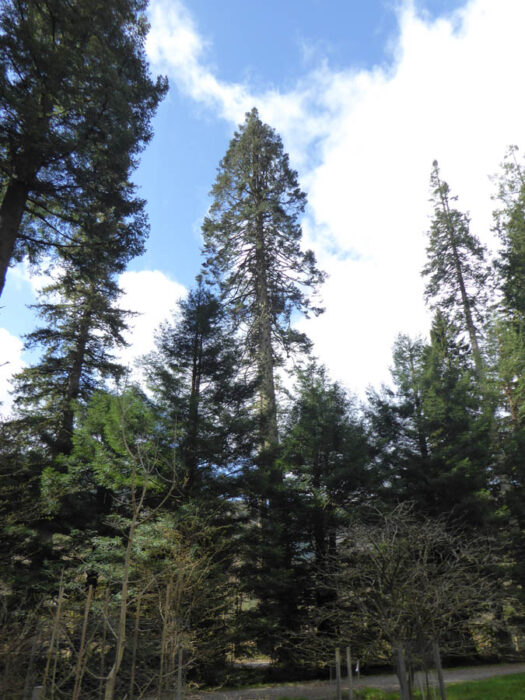 Grand fir (GF) - Forest Research