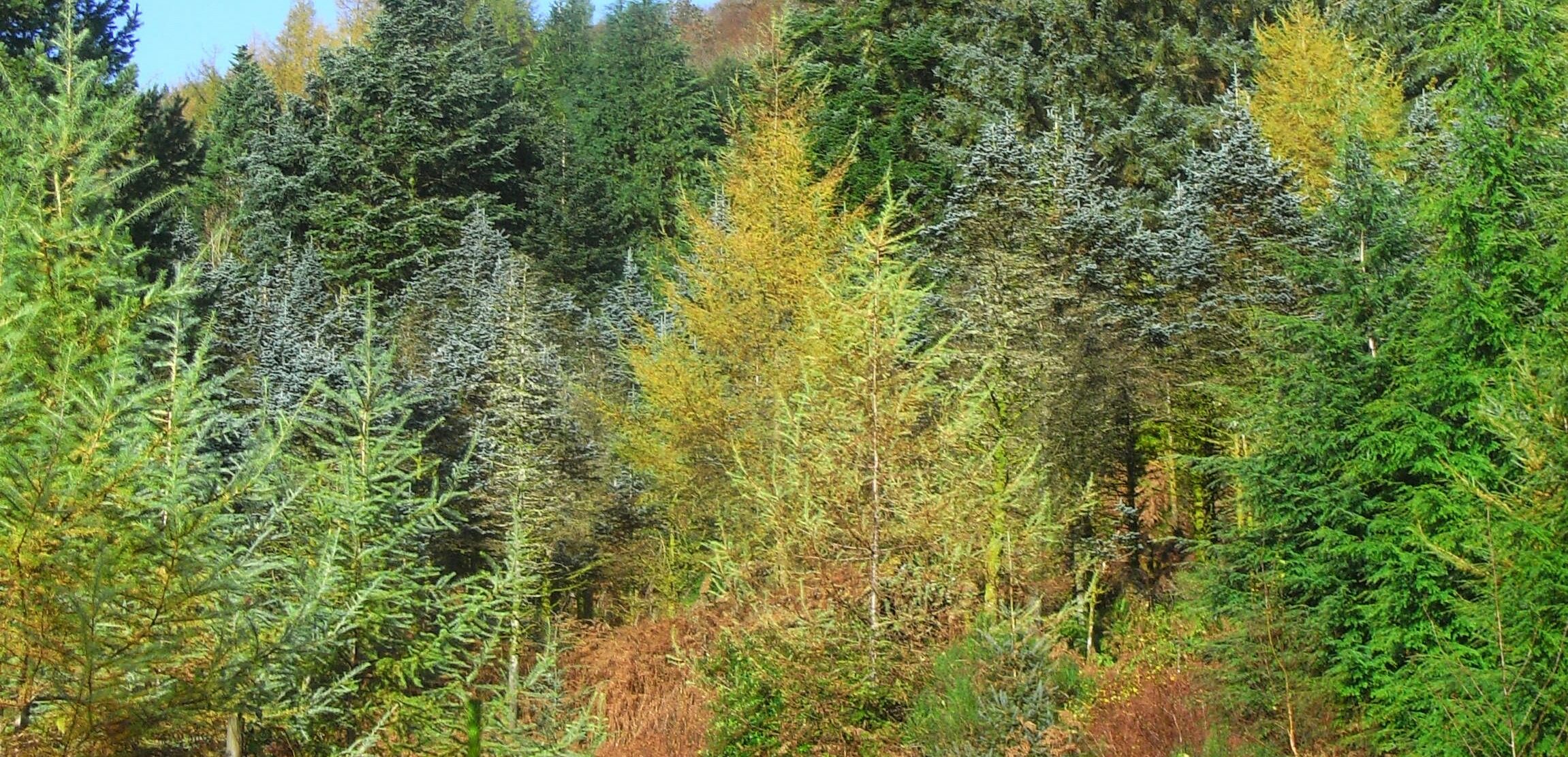 News Forest Research