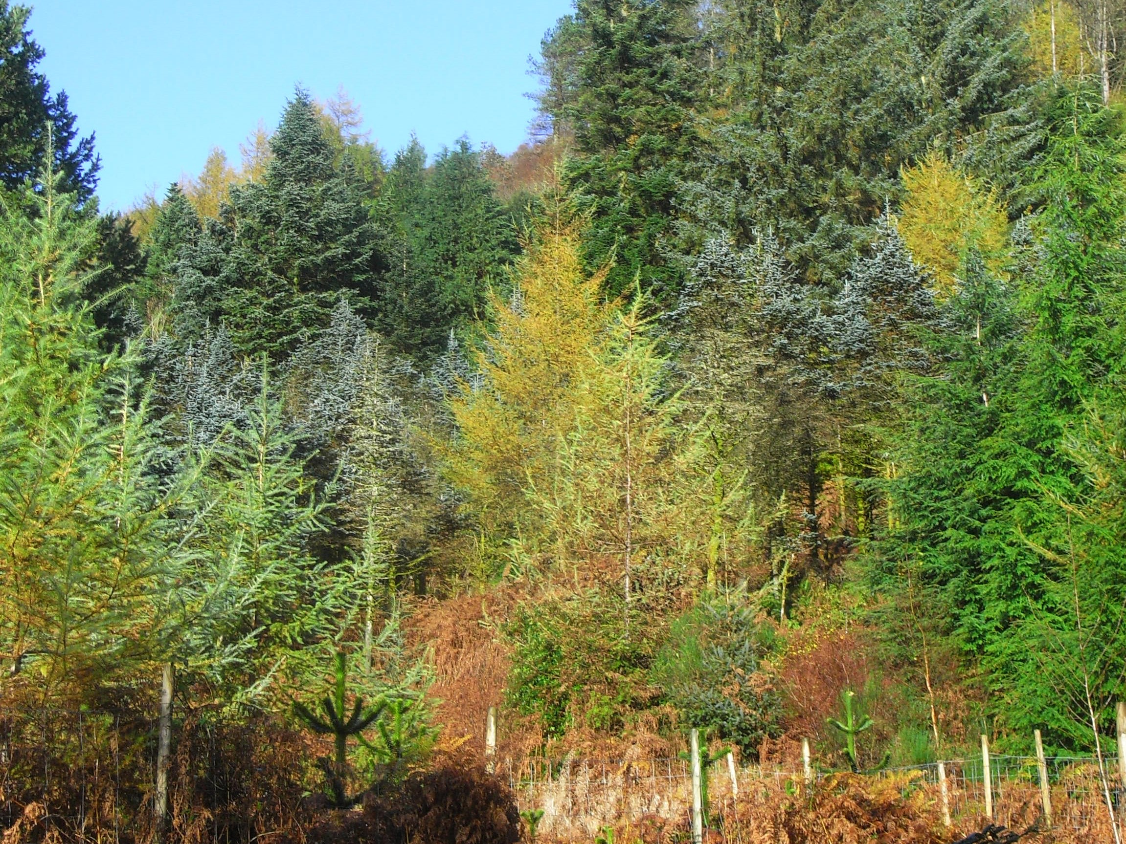Latest climate change factsheets now available - Forest Research