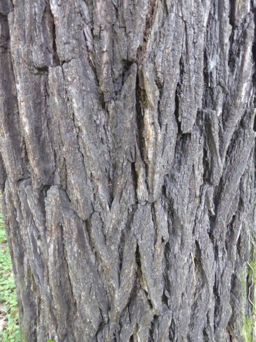 Black walnut (BWA) - Forest Research