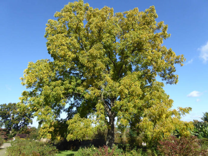 Black walnut (BWA) - Forest Research