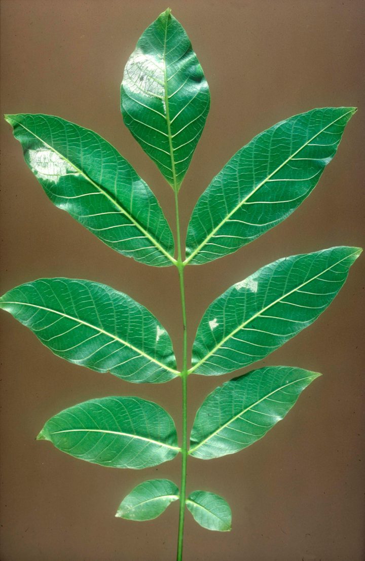 Common walnut (CWA) - Forest Research