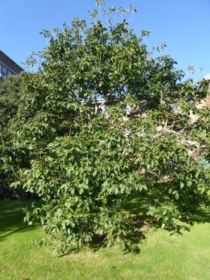 Common walnut (CWA) - Forest Research