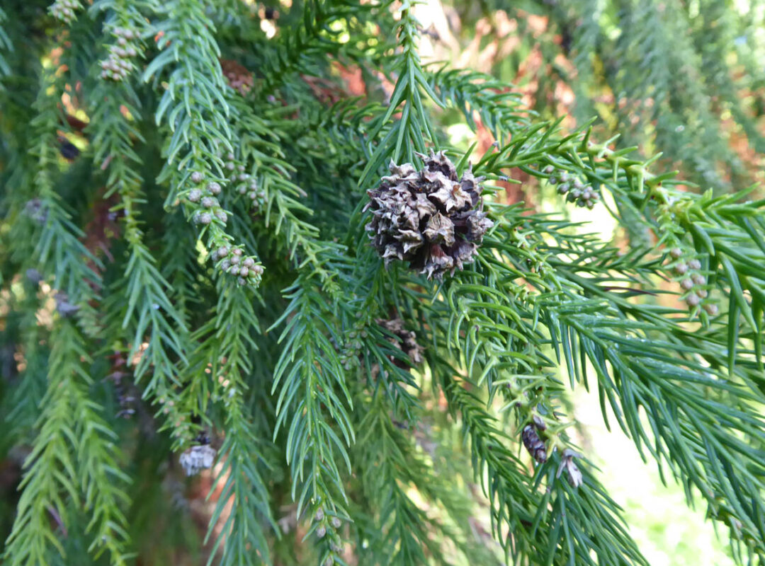 Japanese red-cedar (JCR) - Forest Research