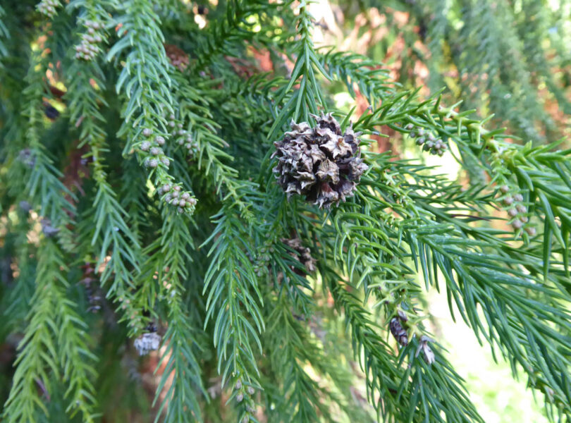 Japanese red-cedar (JCR) - Forest Research