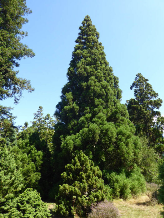 Japanese red-cedar (JCR) - Forest Research