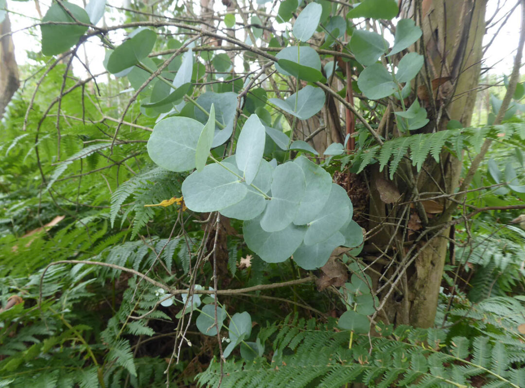Cider gum (EGU) - Forest Research