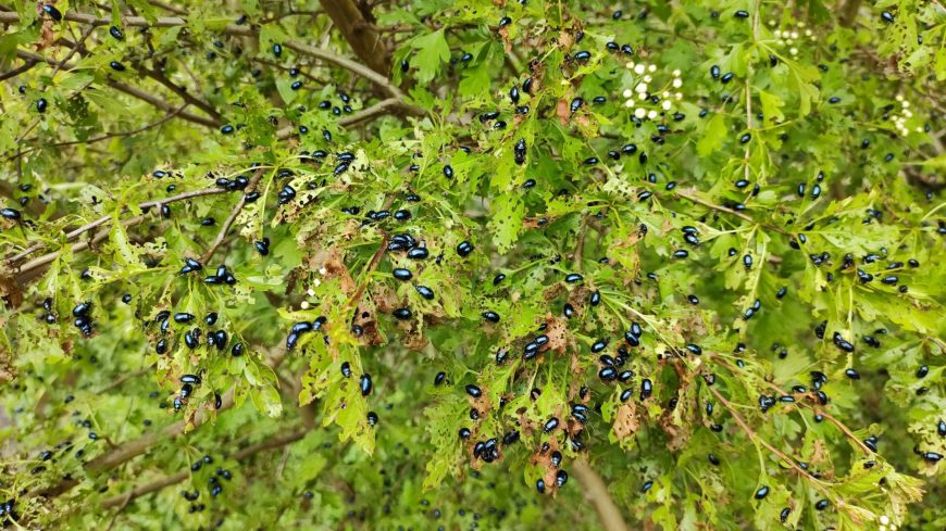 Factsheet: Climate change and insect pests of trees - Forest Research