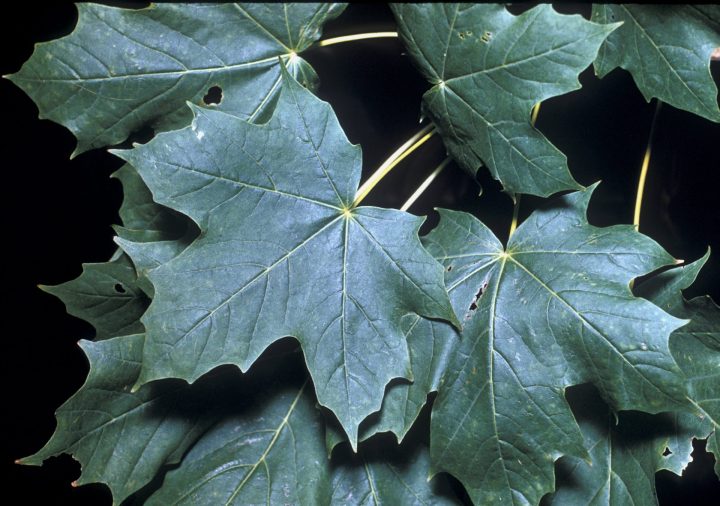 Norway maple (NOM) - Forest Research