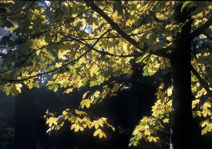 Norway maple (NOM) - Forest Research