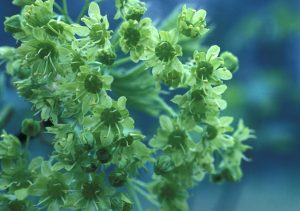 Norway maple (NOM) - Forest Research